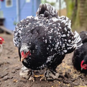 Sude Hayvancılık ve Tarım Ürünleri. Kuluçkalık Yumurtalar